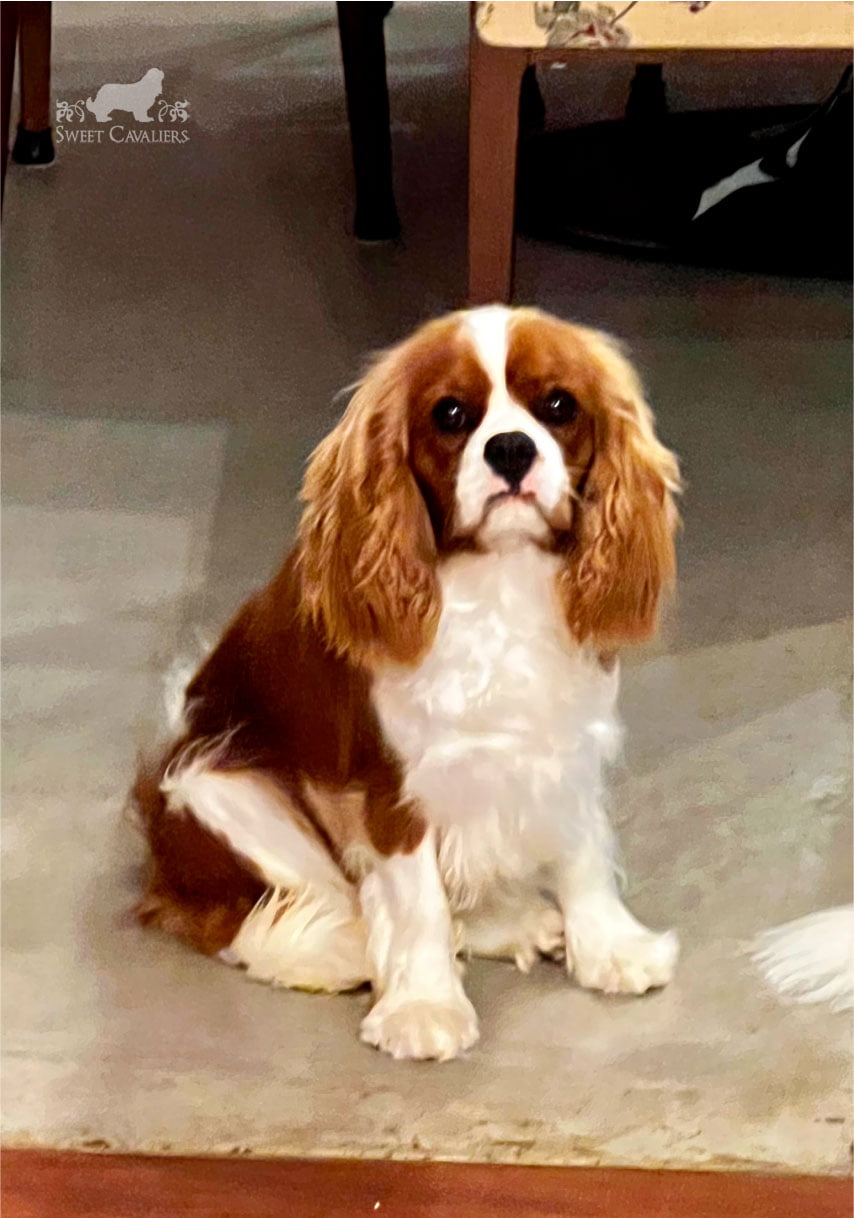 Bonnie – Sweet Cavaliers