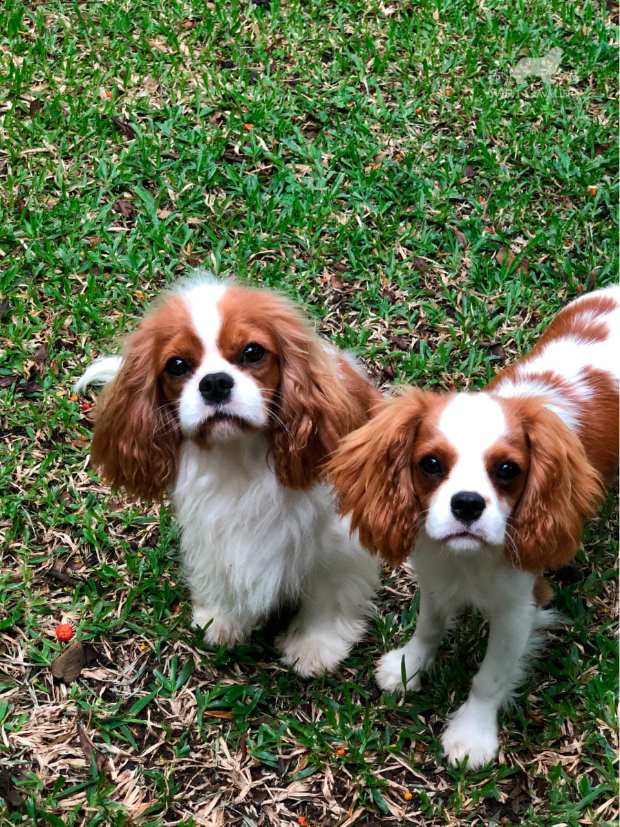 Maria Pia – Sweet Cavaliers